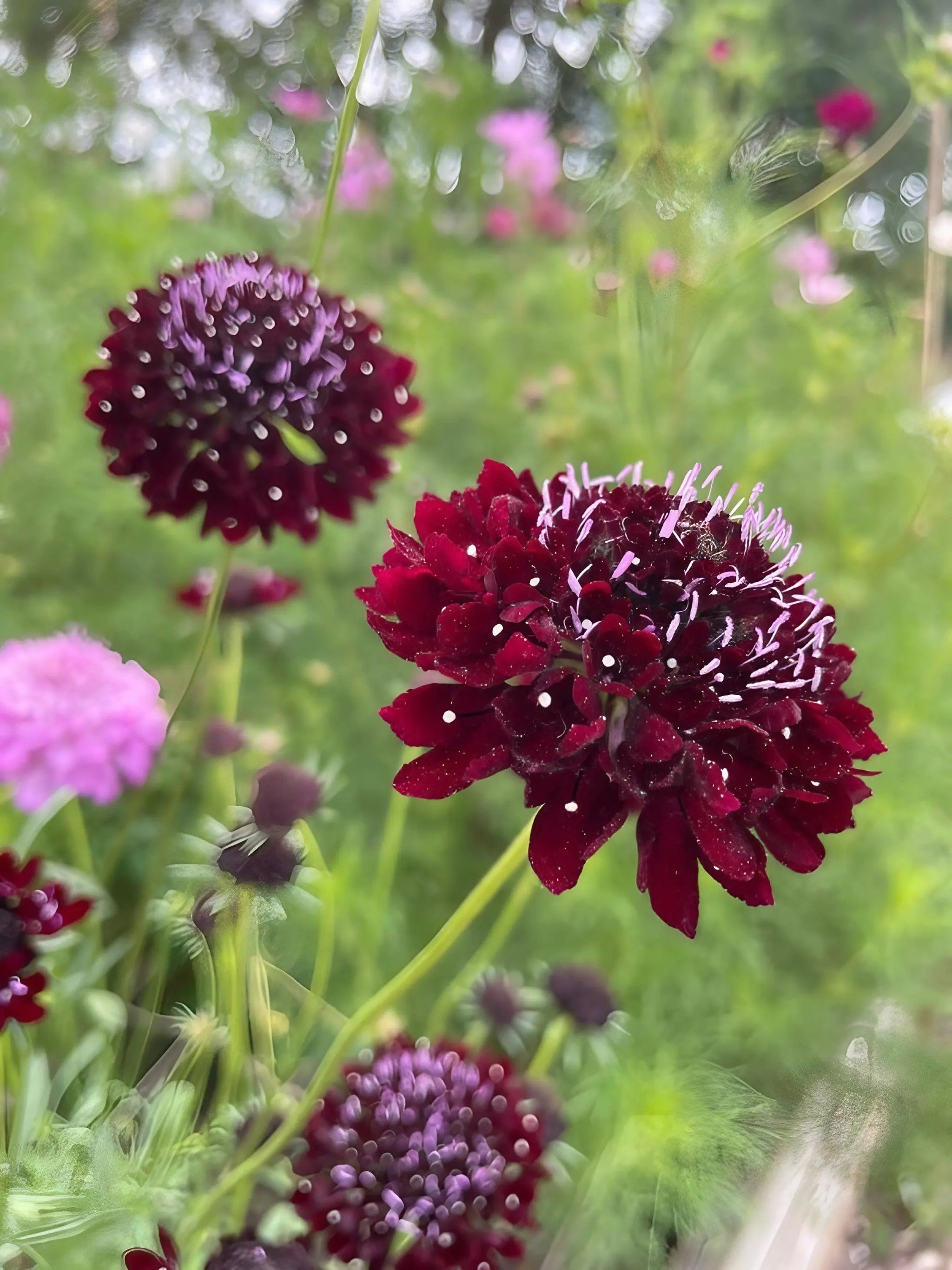 Scabious Black Knight – Sturmer Garden Centre