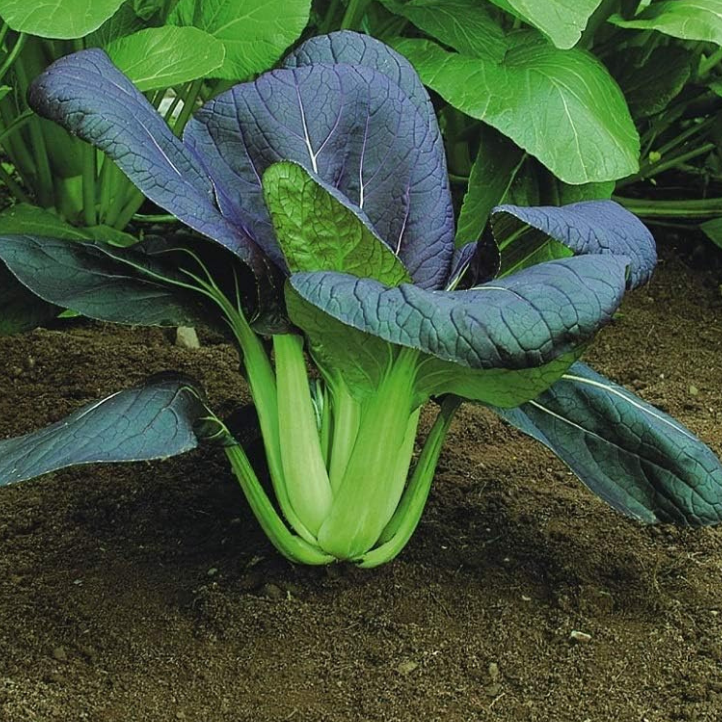 Pak Choi Seeds Red Choi F1 - 100 Fresh Seeds Bok Choy Chinese Cabbage ...