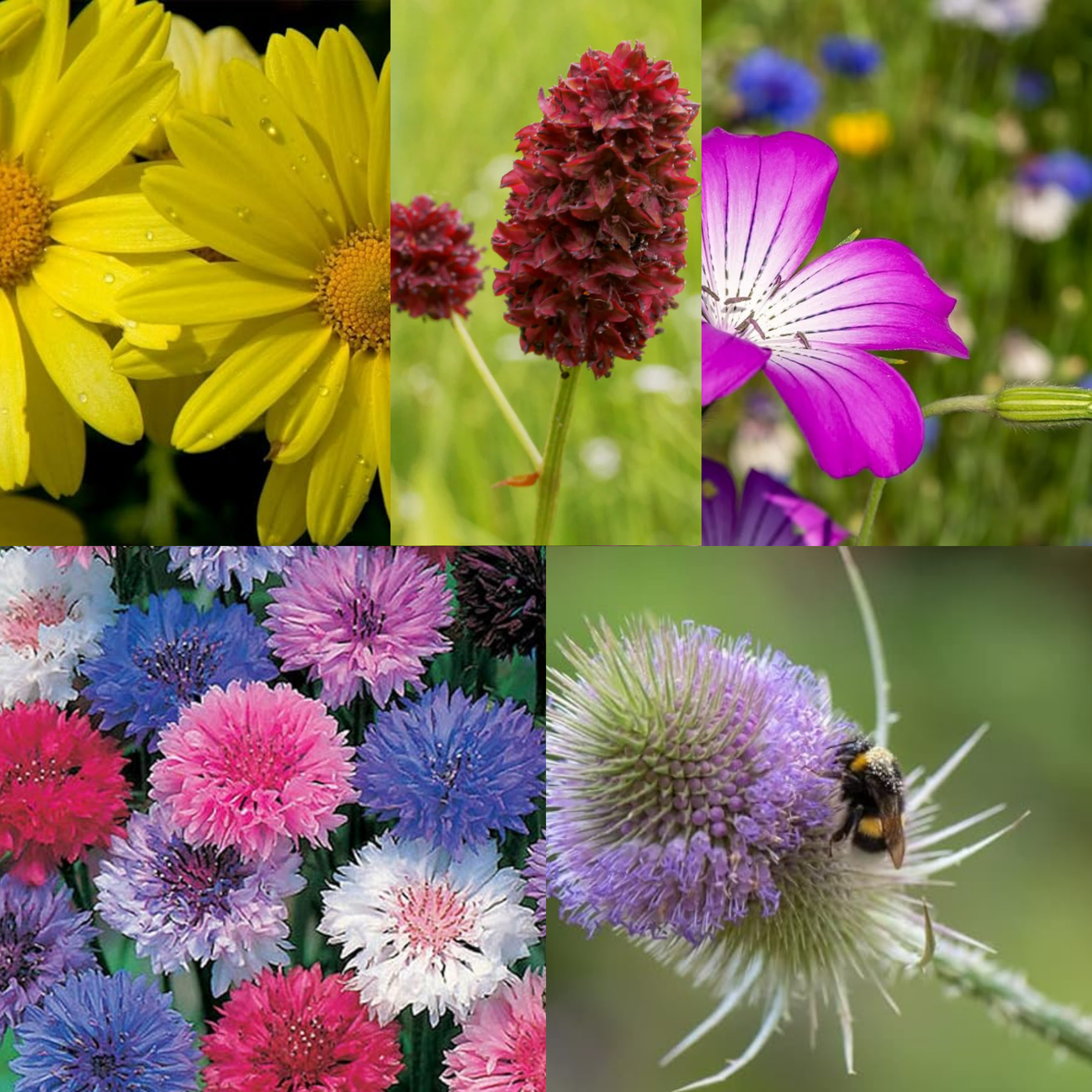 Wildlife Attracting Collection. 5 Native Wild Flower Varieties ...